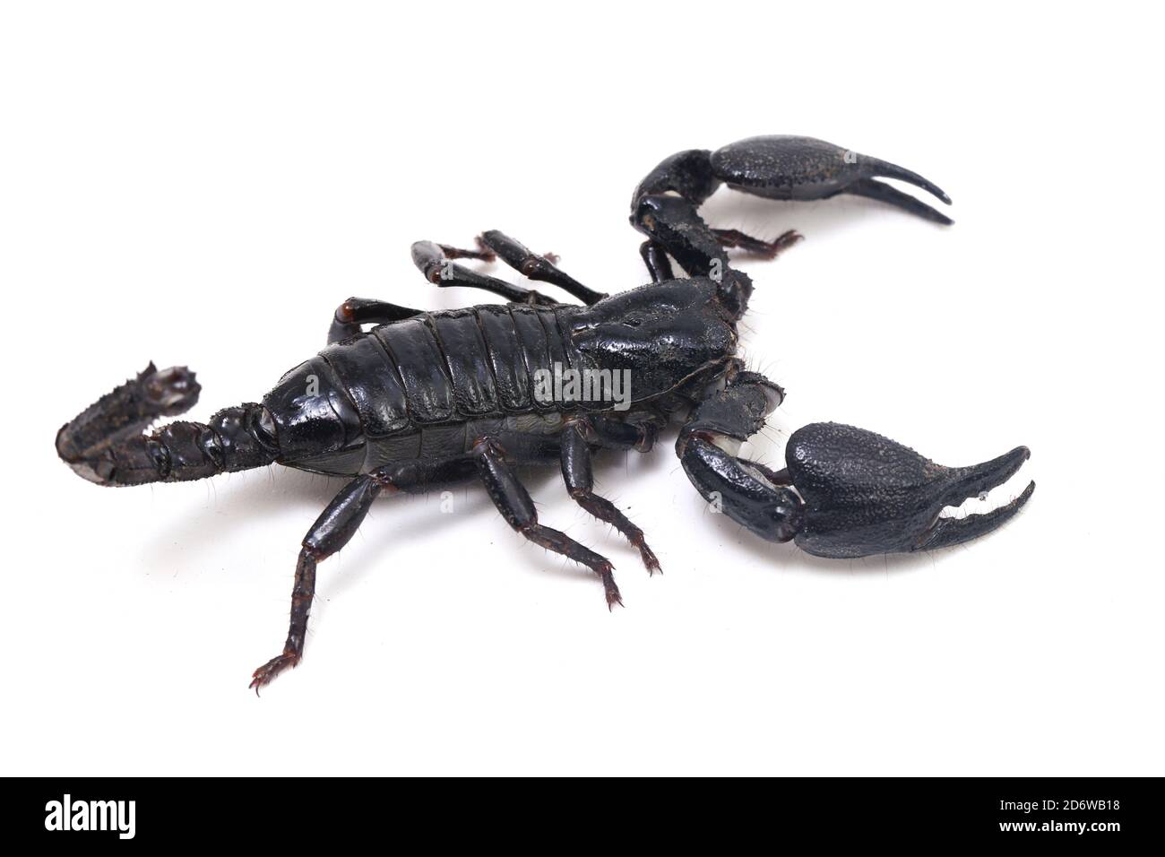 Black Asian forest scorpion (Heterometrus) Poisonous insects can be ...
