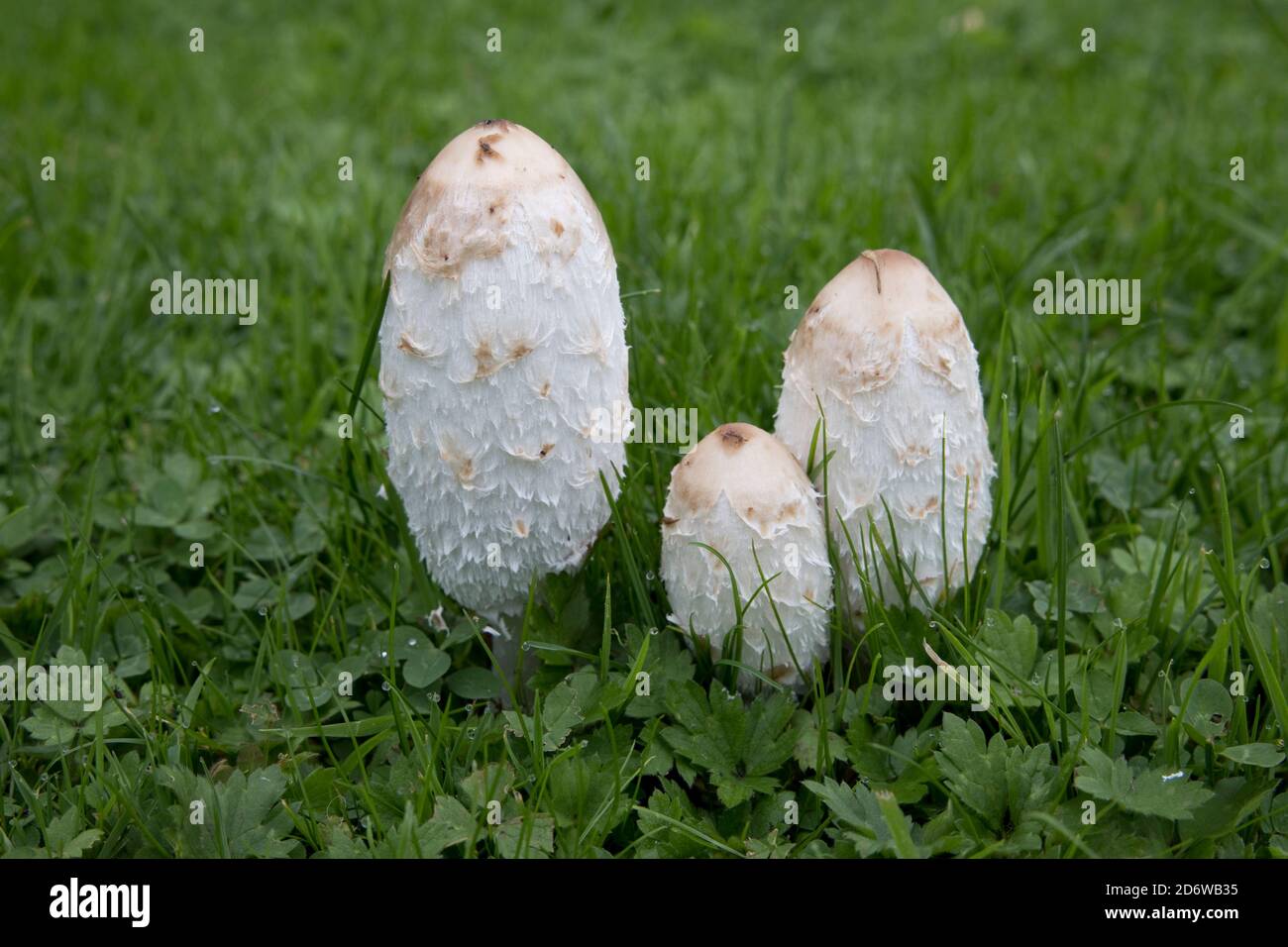 Edible stage hi-res stock photography and images - Alamy