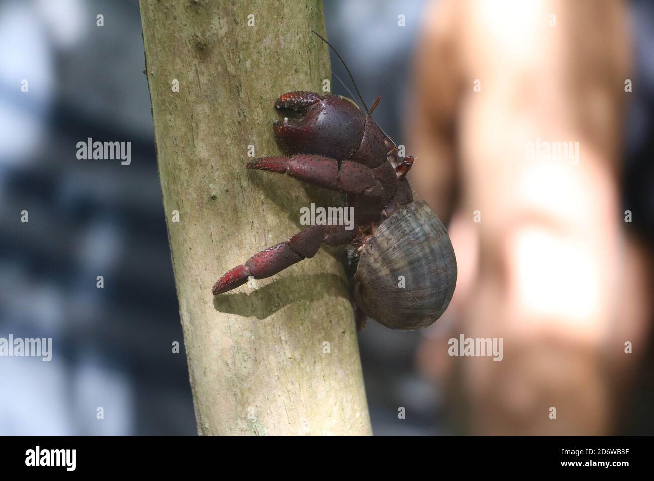 Dark crab with shell walking on a tree in the forrest with leaves and ...