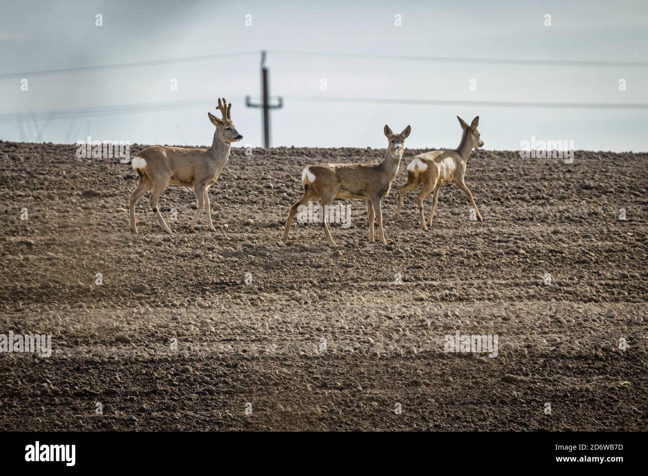 Three white tailed deer in hi-res stock photography and images - Alamy