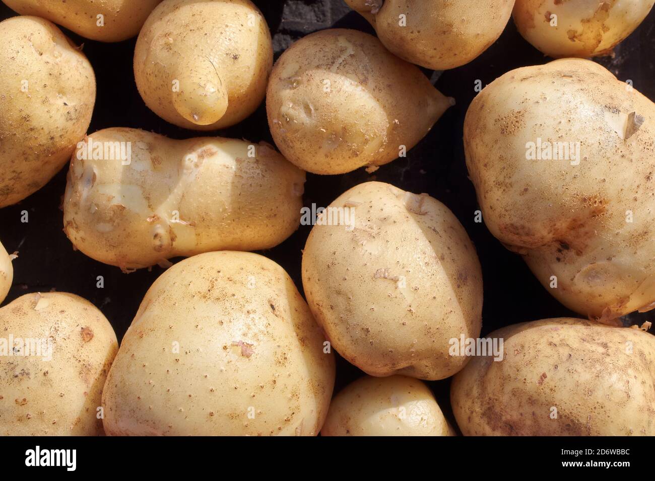 A scattering of pure and large white potatoes. A farmer's natural ...