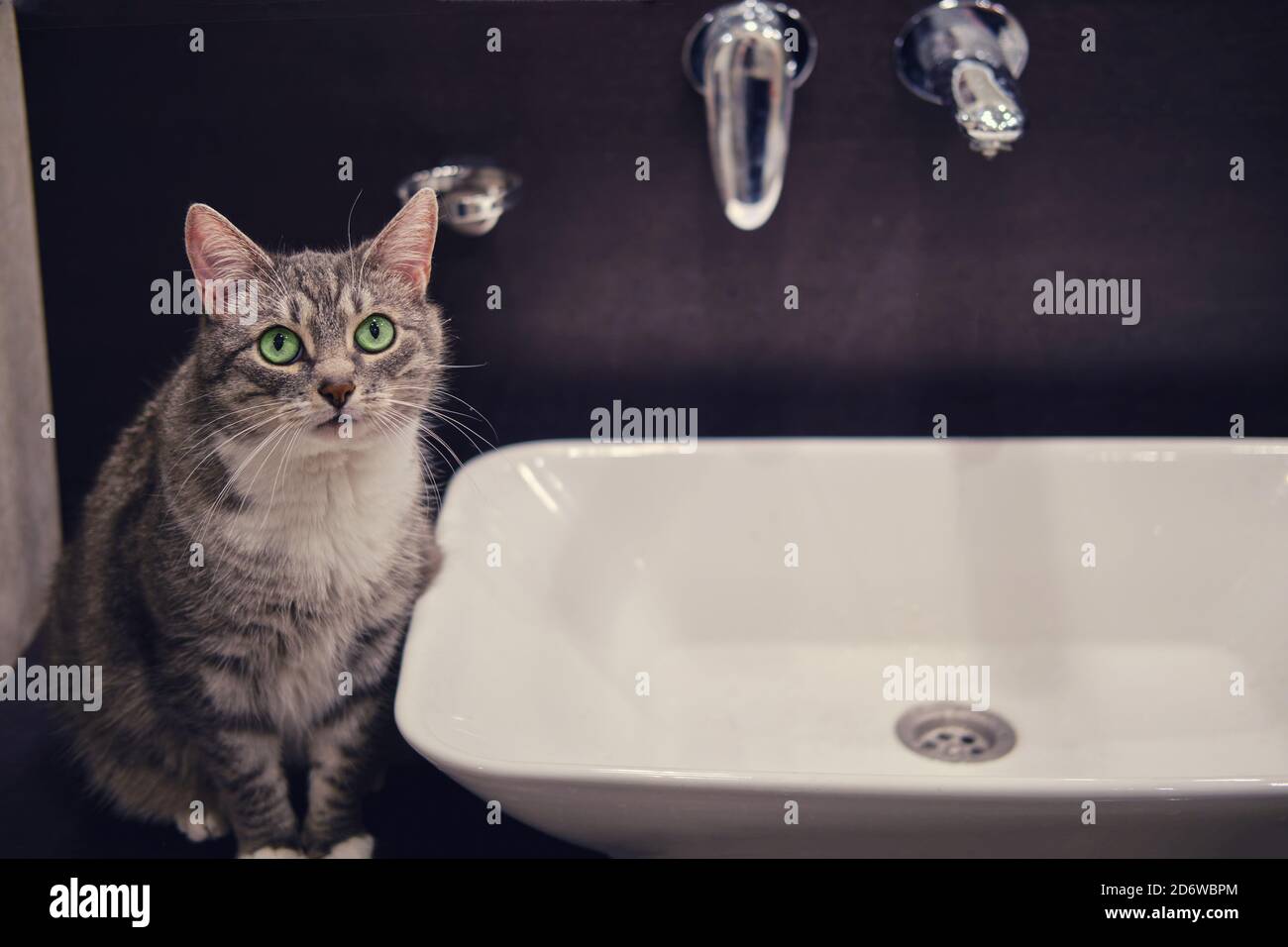 Do Not Want Bath Cat