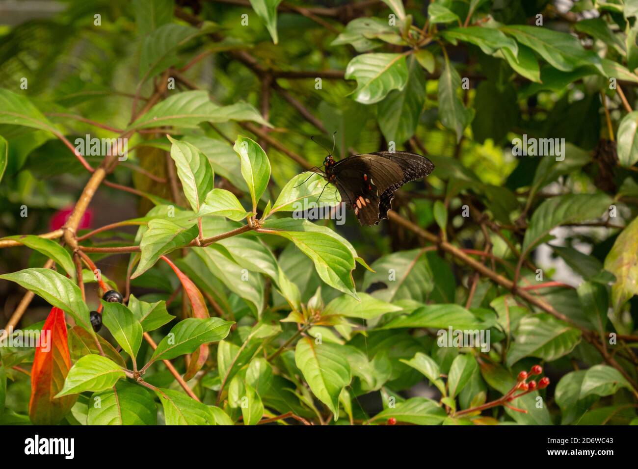 The Ruby-Spotted Swallowtail or Red-Spotted Swallowtail Stock Photo - Alamy