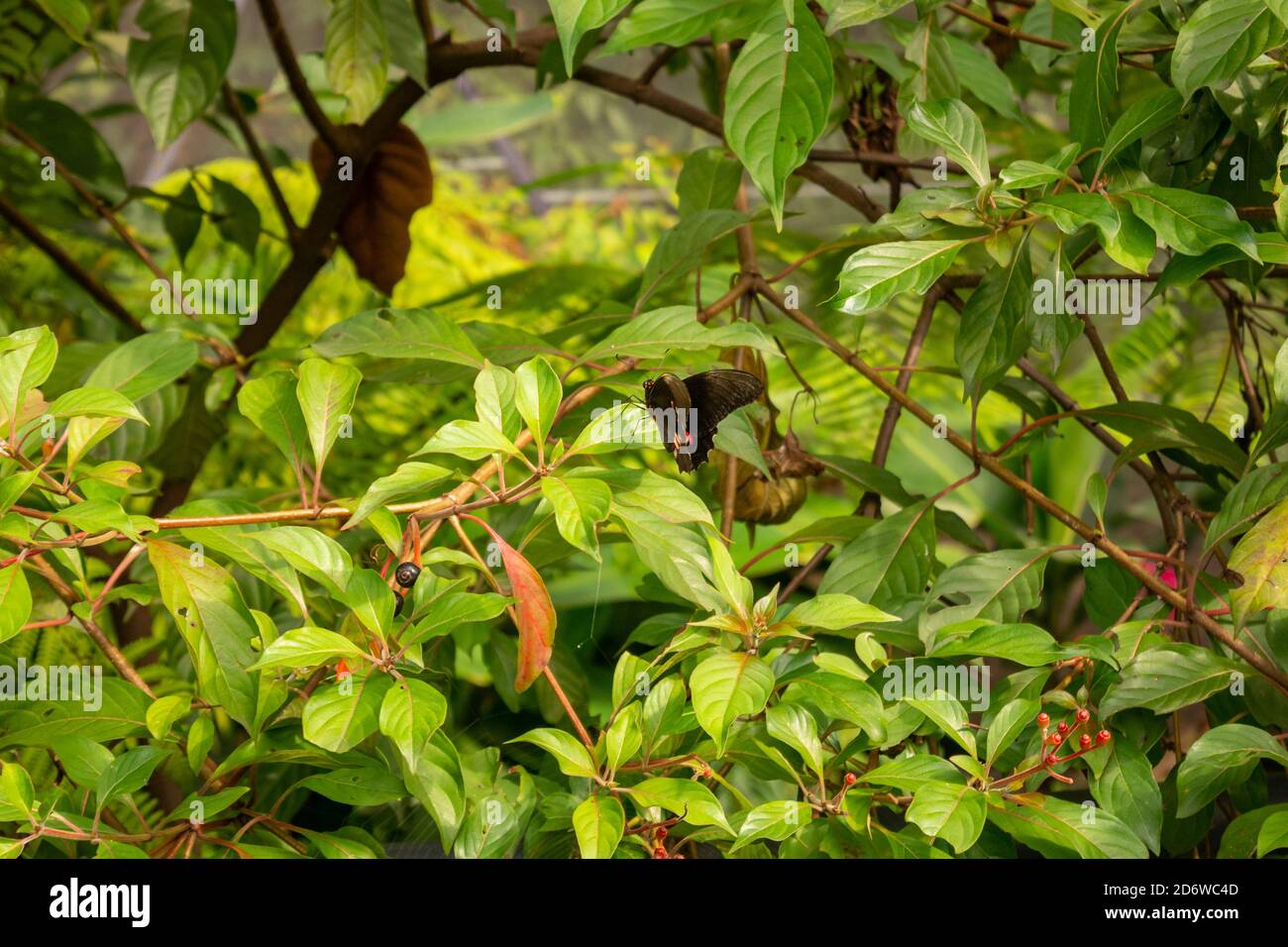 The Ruby-Spotted Swallowtail or Red-Spotted Swallowtail Stock Photo - Alamy