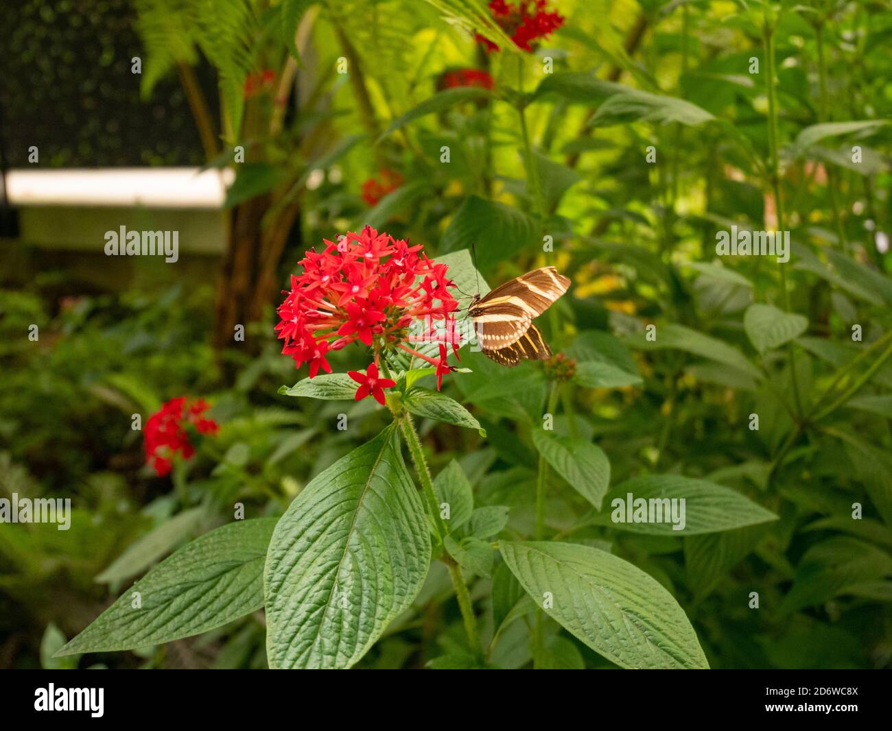 The Zebra Longwing or Zebra Heliconian Stock Photo - Alamy