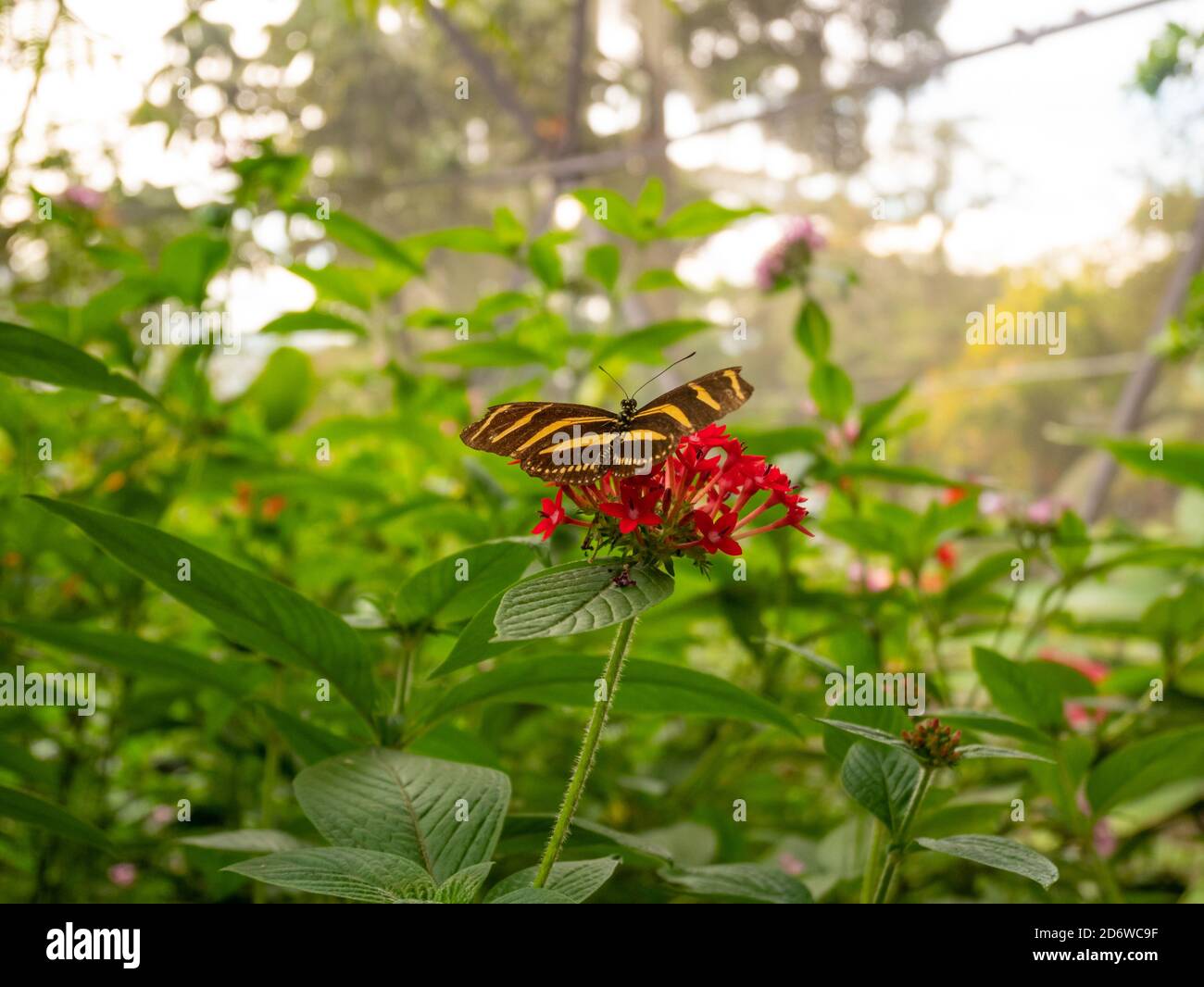 The Zebra Longwing or Zebra Heliconian (Heliconius charithonia Stock ...