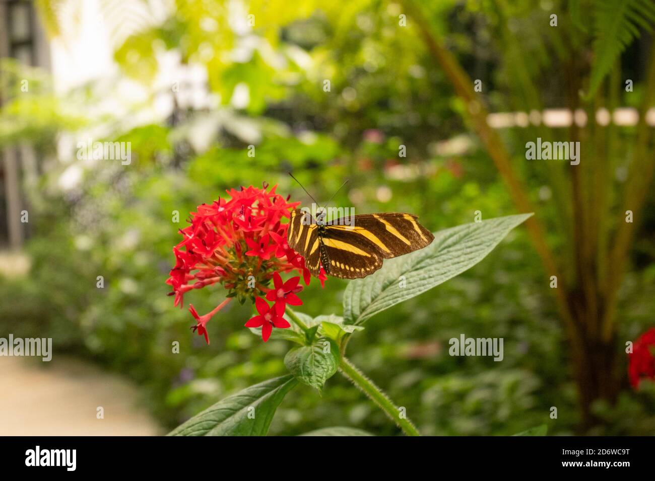 The Zebra Longwing or Zebra Heliconian (Heliconius charithonia Stock ...