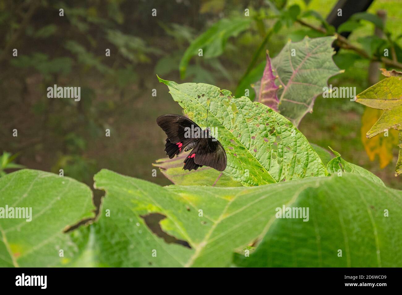 The Ruby-Spotted Swallowtail or Red-Spotted Swallowtail Stock Photo - Alamy