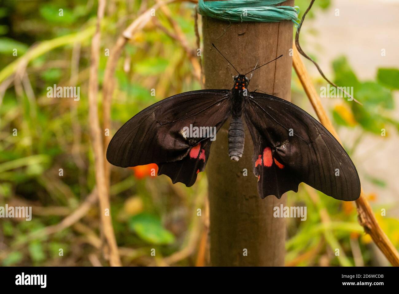 The Ruby-Spotted Swallowtail or Red-Spotted Swallowtail Stock Photo - Alamy