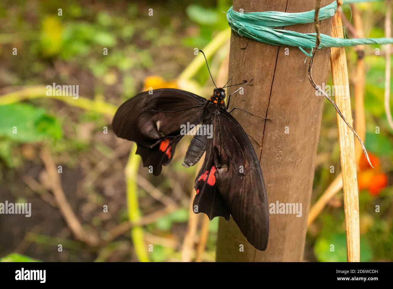 The Ruby-Spotted Swallowtail or Red-Spotted Swallowtail Stock Photo - Alamy