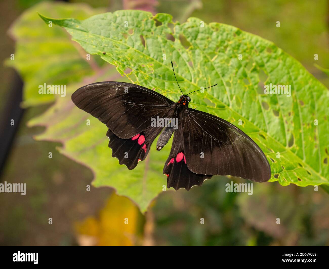 The Ruby-Spotted Swallowtail or Red-Spotted Swallowtail Stock Photo - Alamy