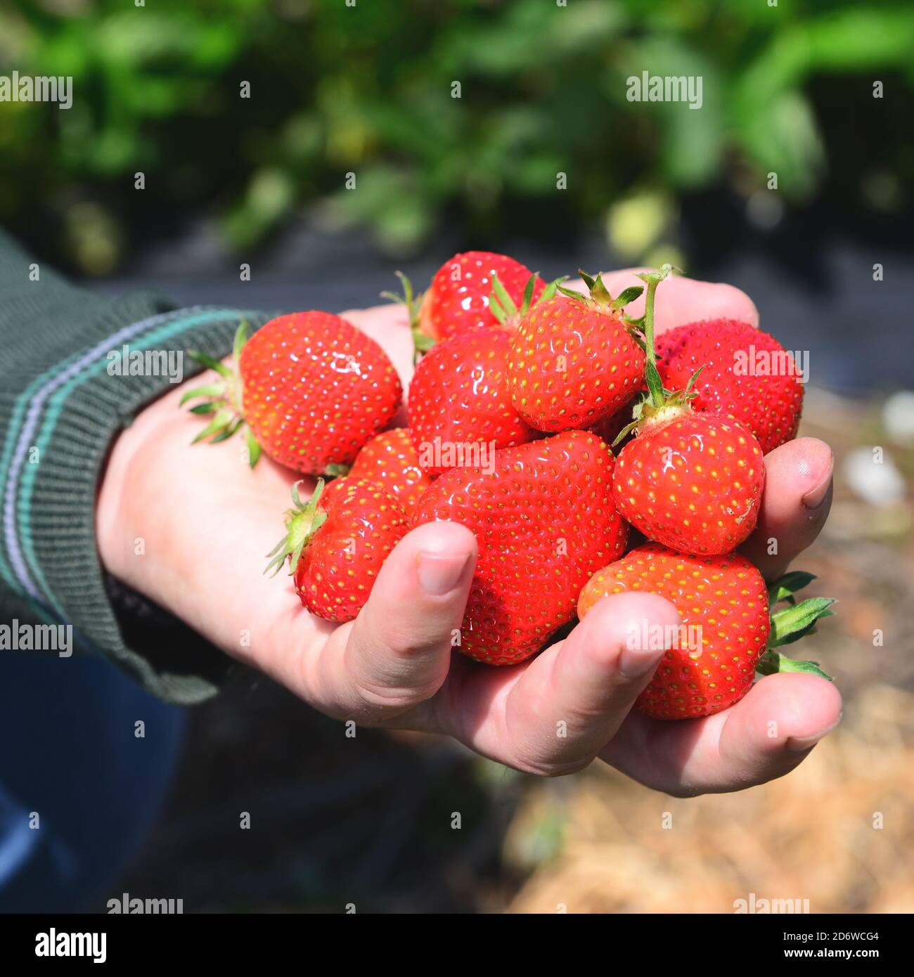 People picking fruits strawberry farm hi-res stock photography and ...