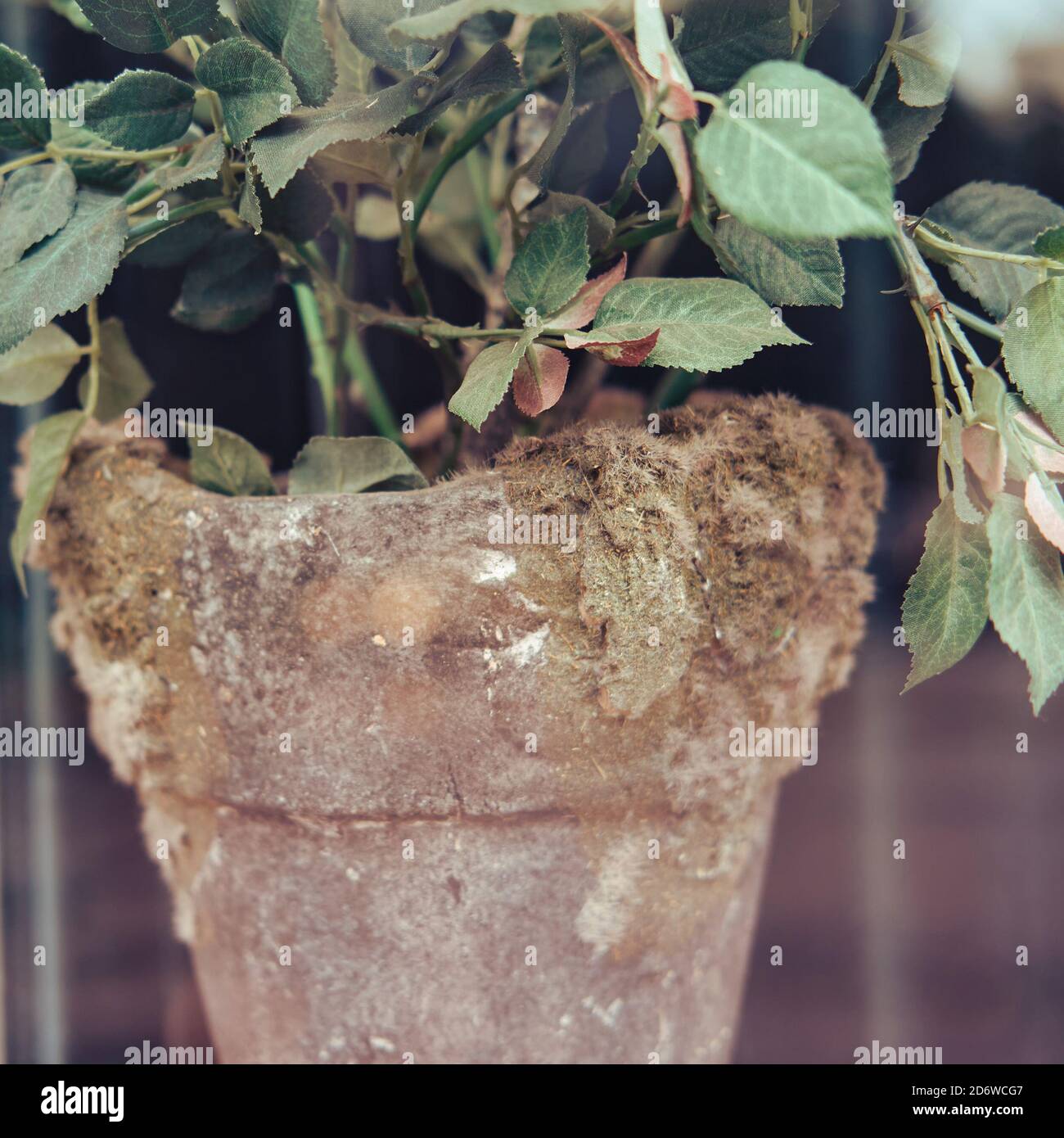 Antique dirty pot with plant, close up Stock Photo - Alamy