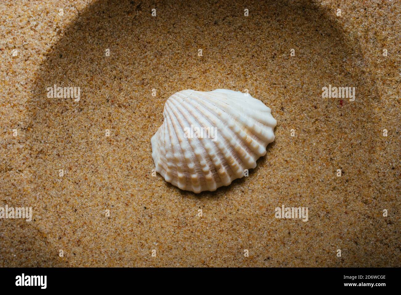 Natural seashell macro texture. Seashells background texture Stock ...