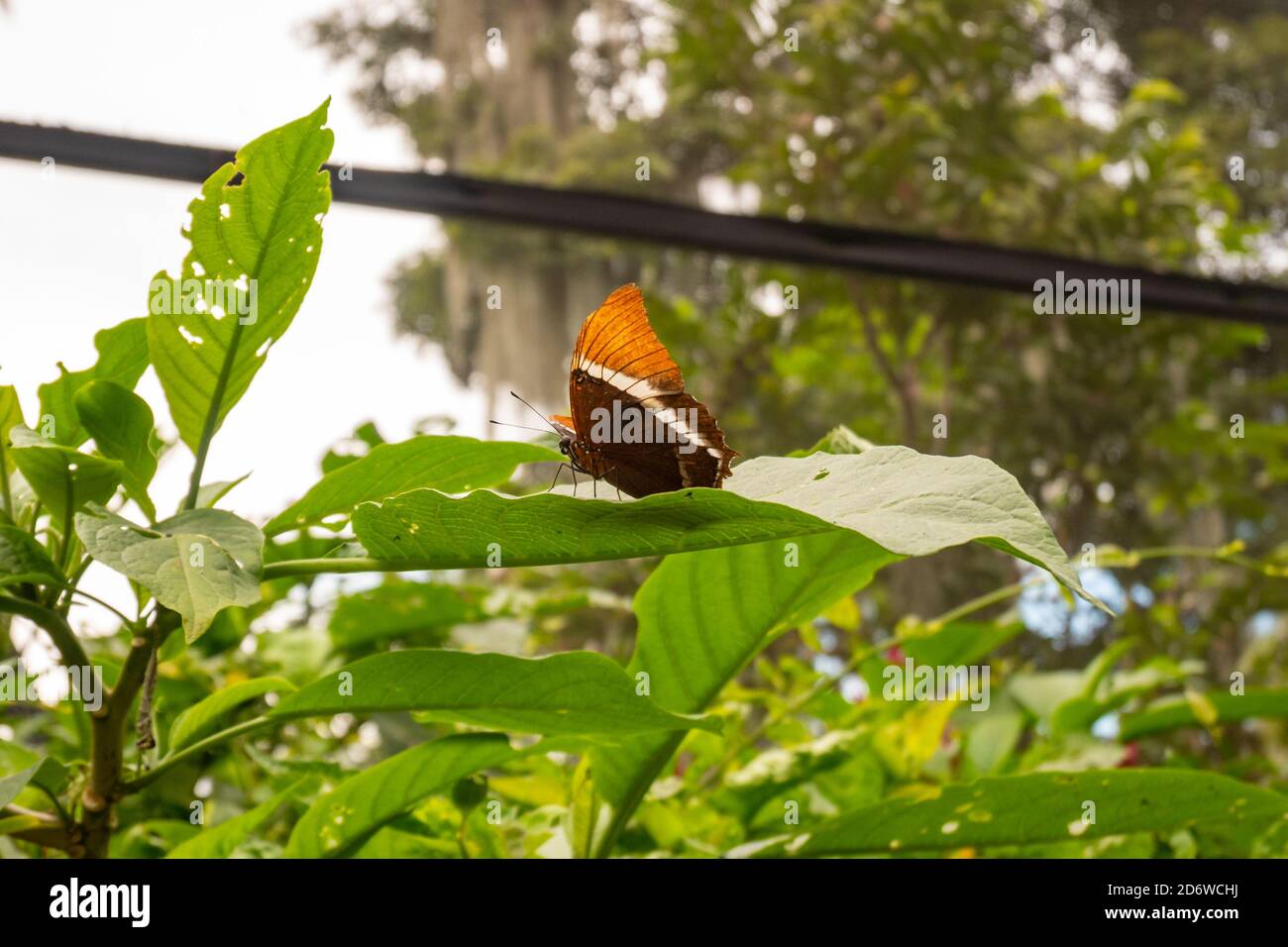 Orange and Black Butterfly (Siproeta Epaphus) Standing on a Leaf Stock ...