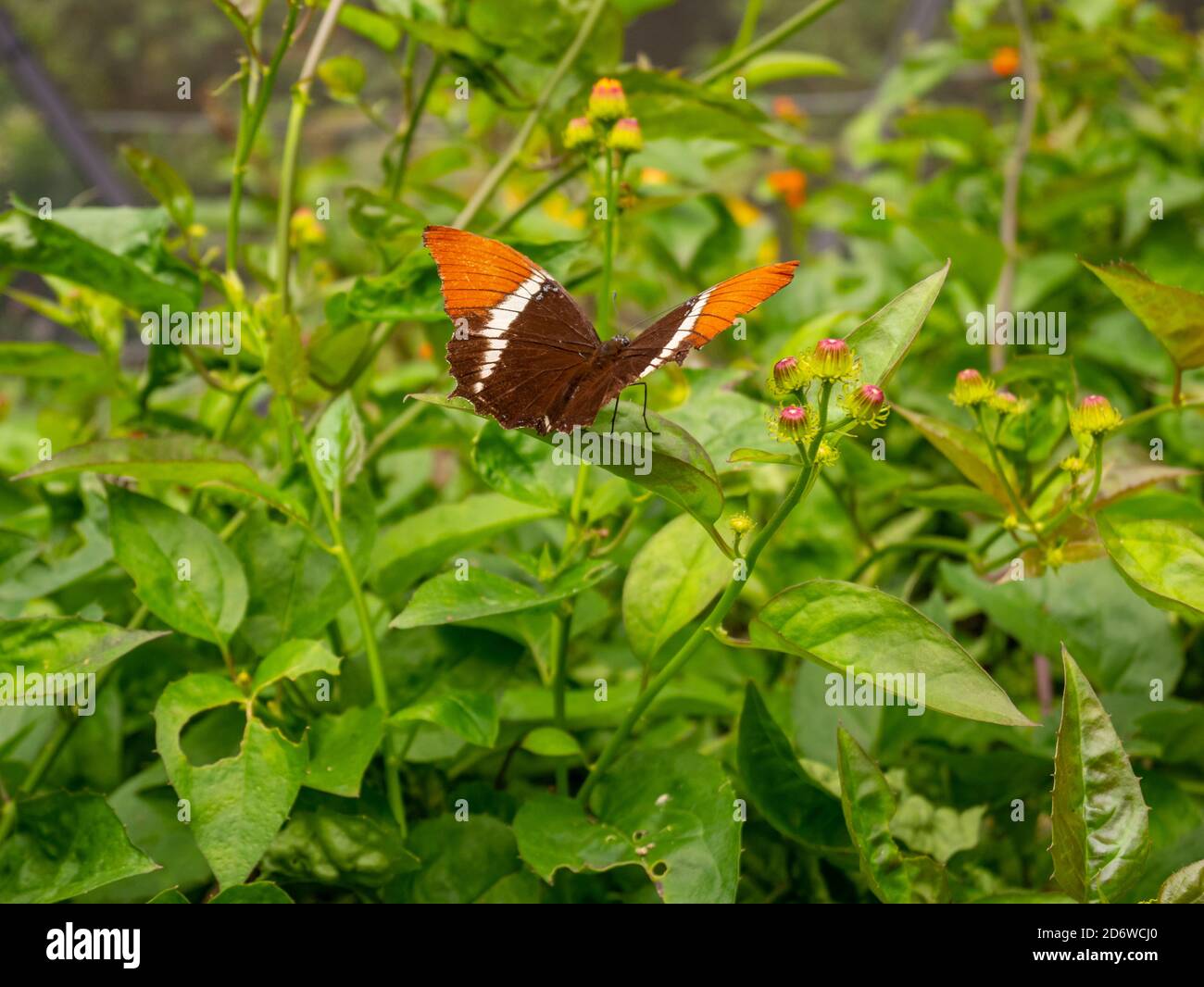 Orange and Black Butterfly (Siproeta Epaphus) Standing on a Leaf Stock ...