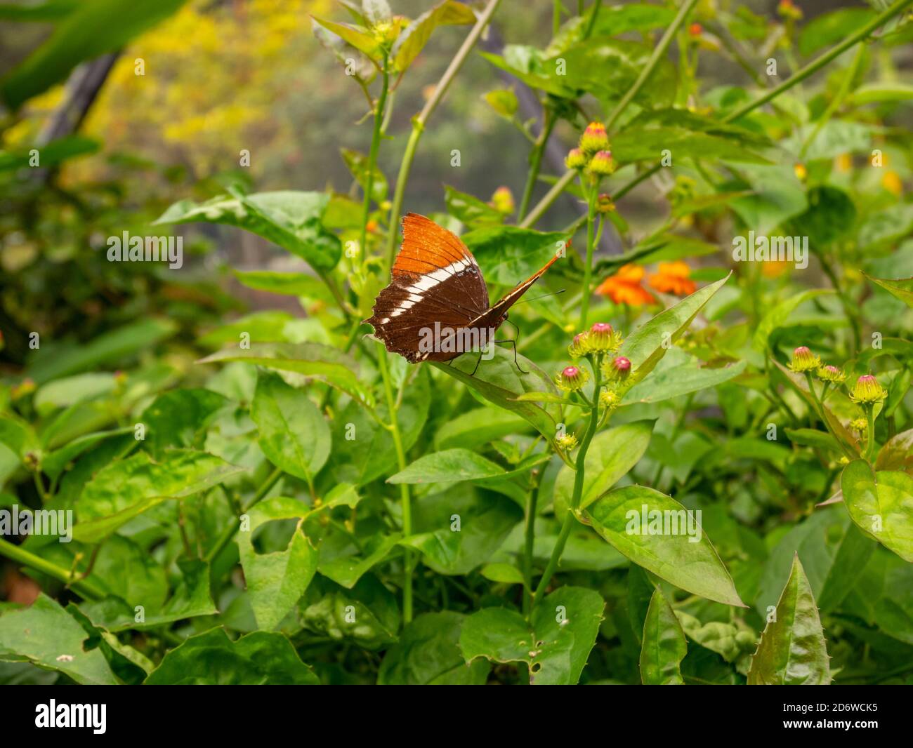 Orange and Black Butterfly (Siproeta Epaphus) Standing on a Leaf Stock ...