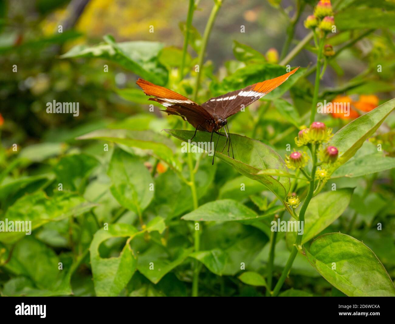 Orange and Black Butterfly (Siproeta Epaphus) Standing on a Leaf Stock ...