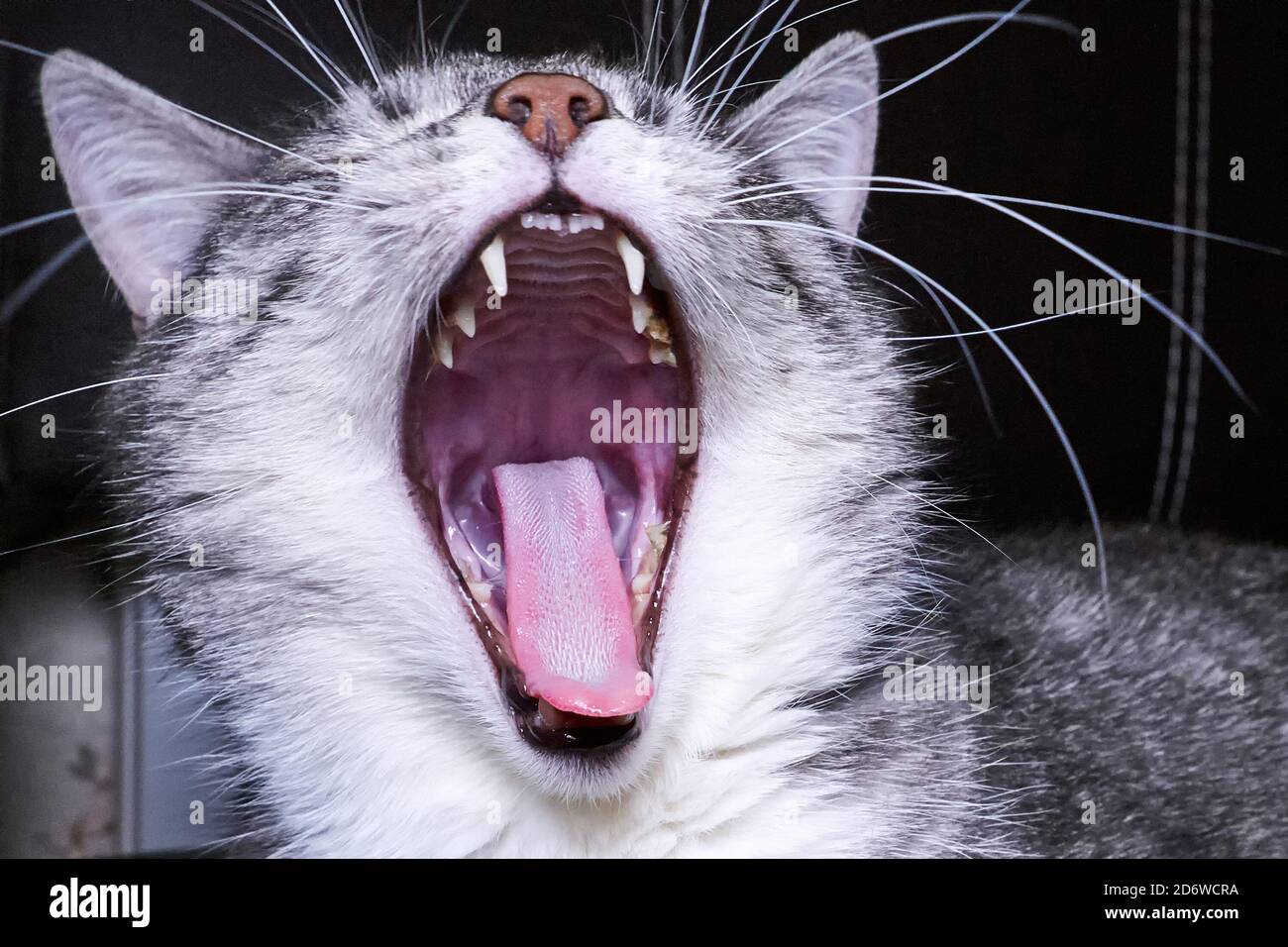 Cat yawns. The open mouth of a pet. Teeth, palate and cat tongue close-up. Open mouth of the ...