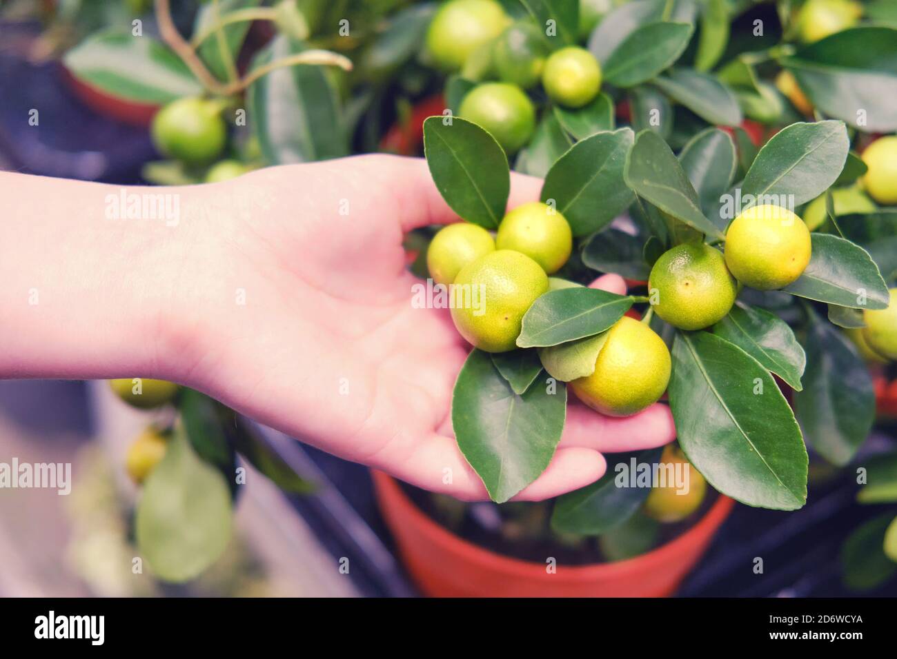 Woman holds mandarin fruit, sprouting in a pot (Citrus reticulata ...