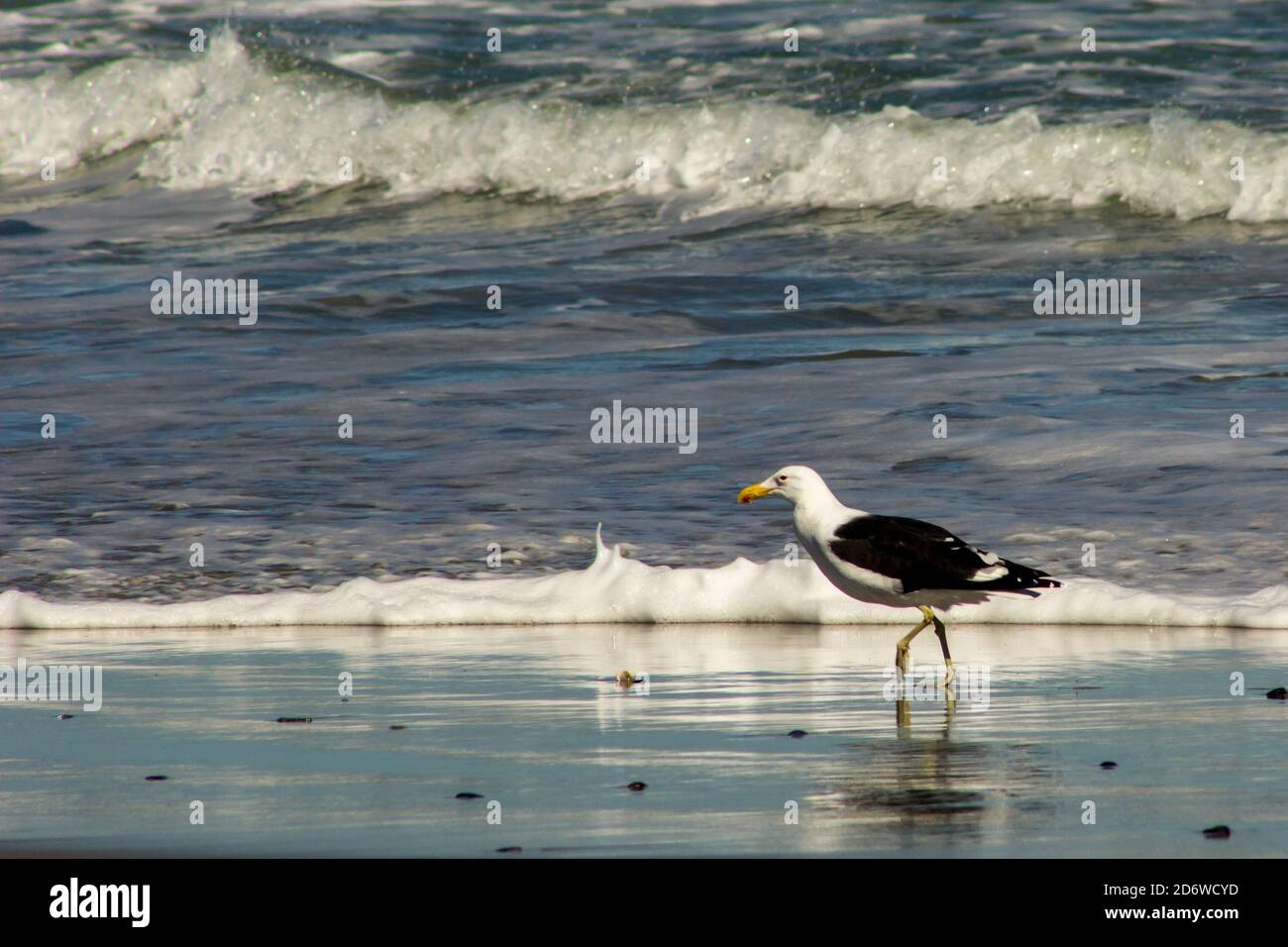 A Cape Gull, Larus Vetula, walking in the surf on the beach in the ...