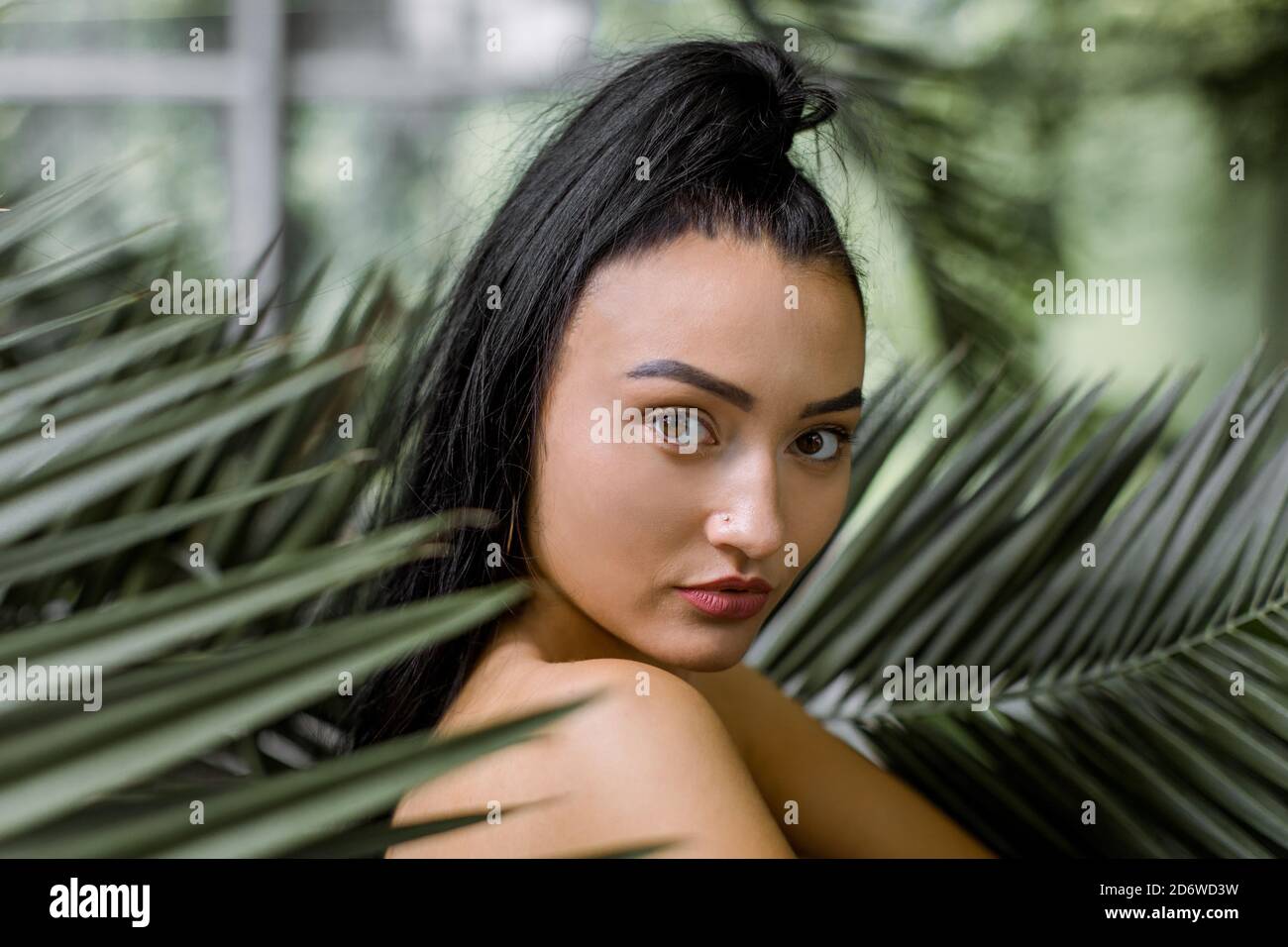 Ponytail palm tree hi-res stock photography and images - Alamy