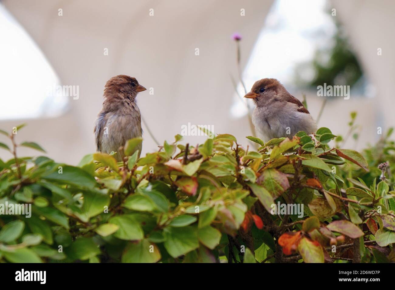 Two tousled sparrows angry look at each other Stock Photo - Alamy