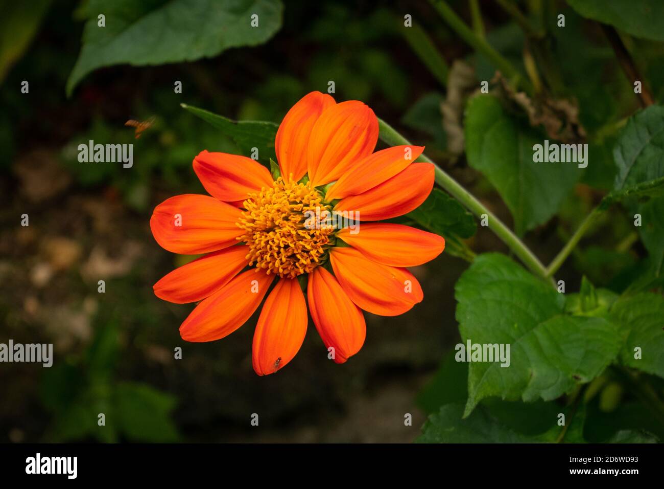 Flower with Orange Petals Similar to a Daisy in a Garden Stock Photo ...