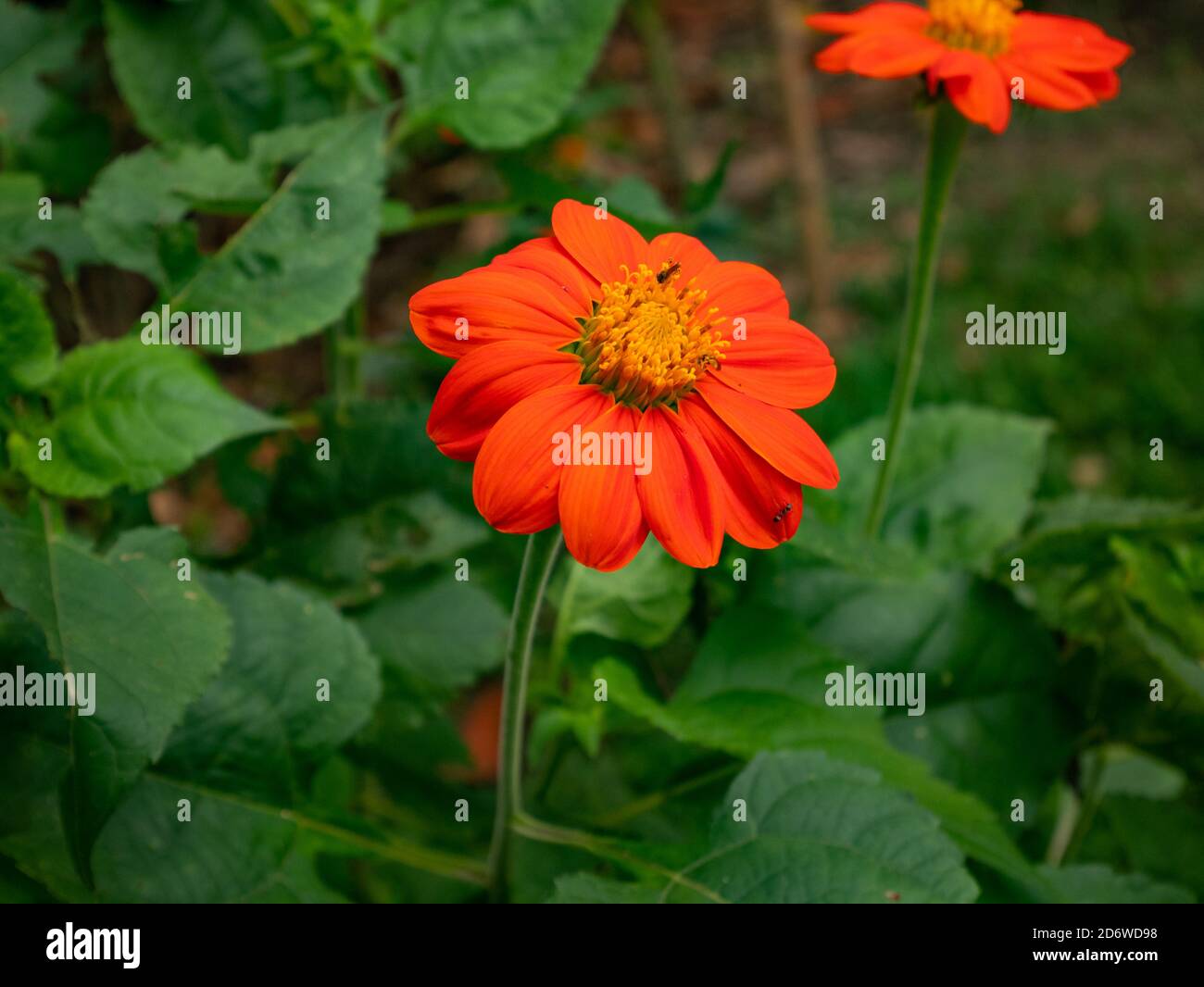 Flower with Orange Petals Similar to a Daisy in a Garden Stock Photo ...