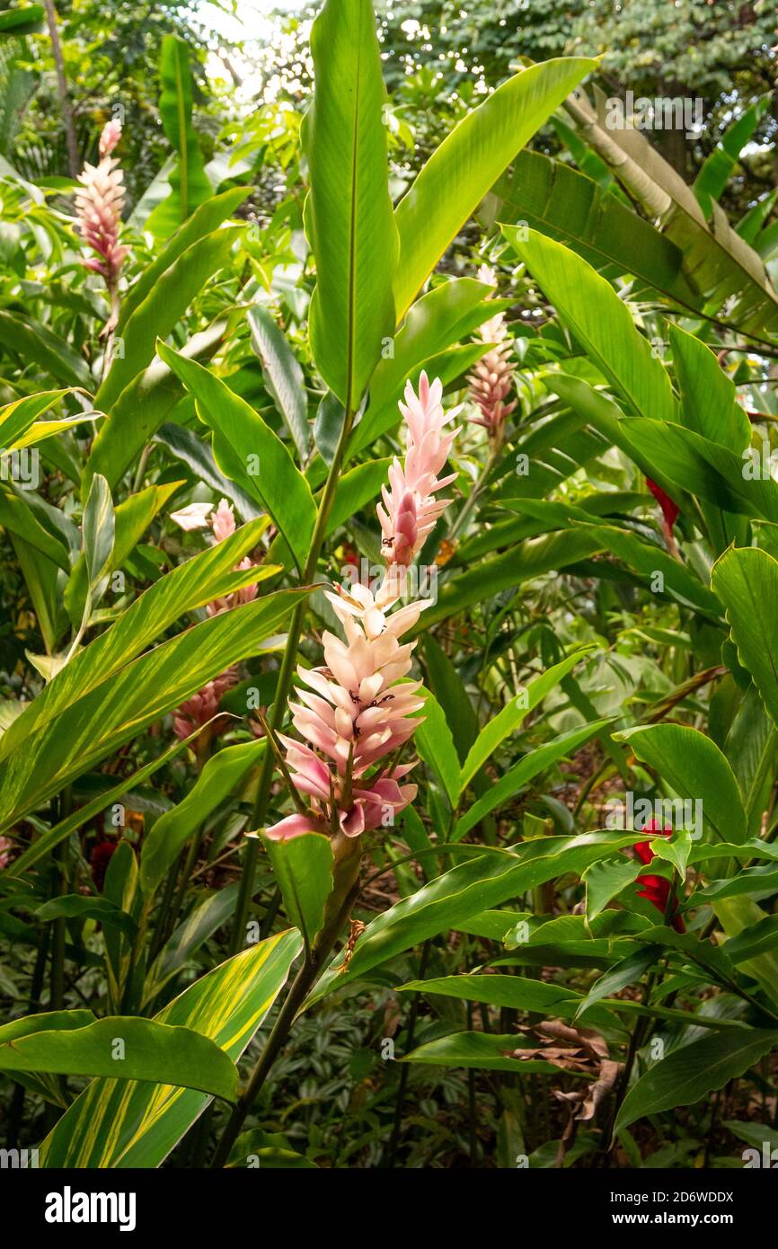 Red Ginger, also called Ostrich Plume and Pink Cone Ginger Stock Photo ...