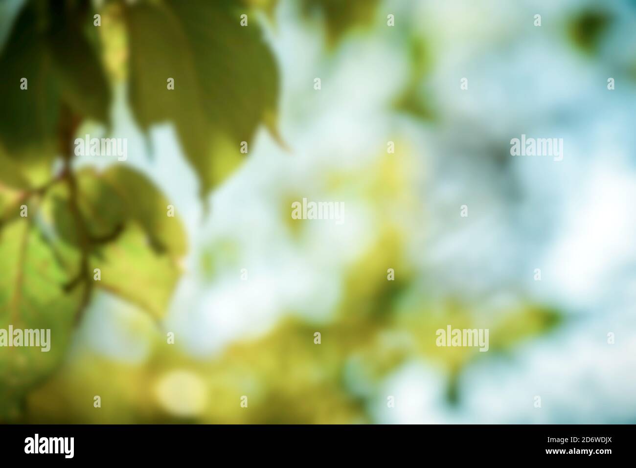 Natural background of blurred nature and leaves with sunlight Stock ...