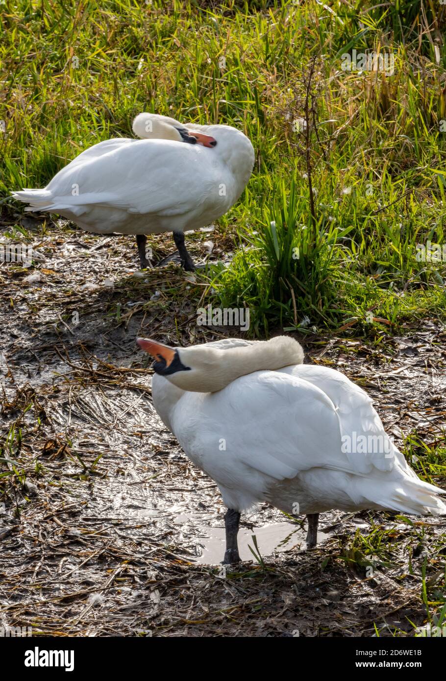 Hen itching hi-res stock photography and images - Alamy