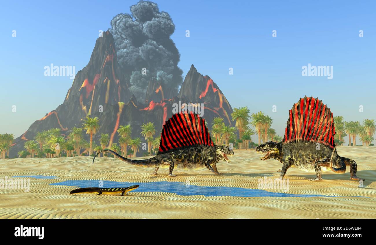 A Diplocaulus dinosaur watches as two Dimetrodon reptiles fight over ...