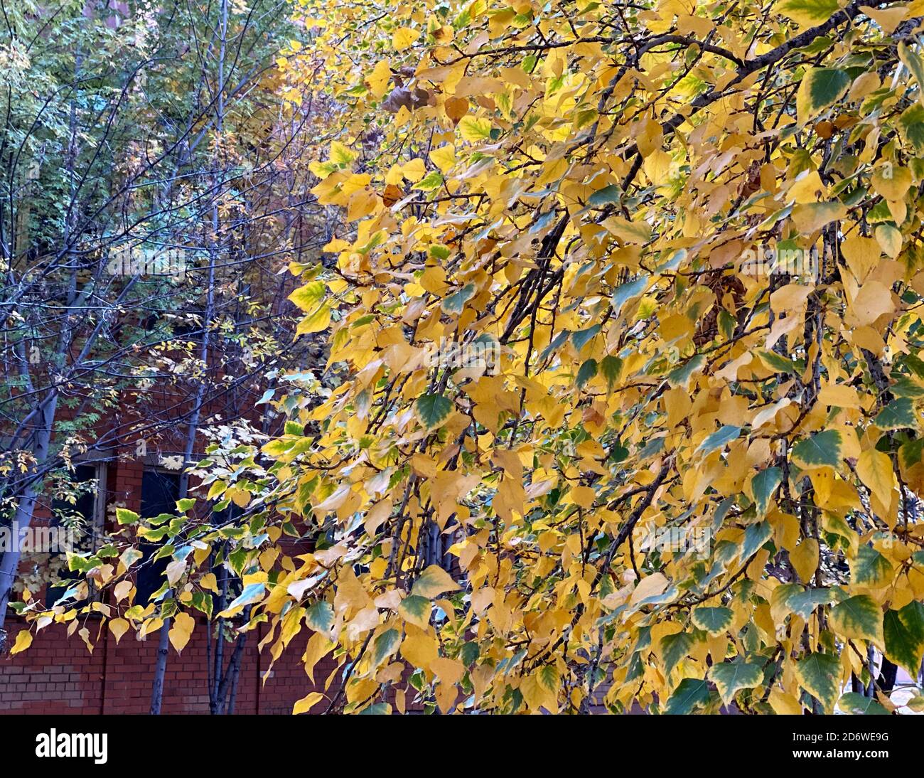 yellow branches of a tree in the autunm forest, fall concept Stock ...