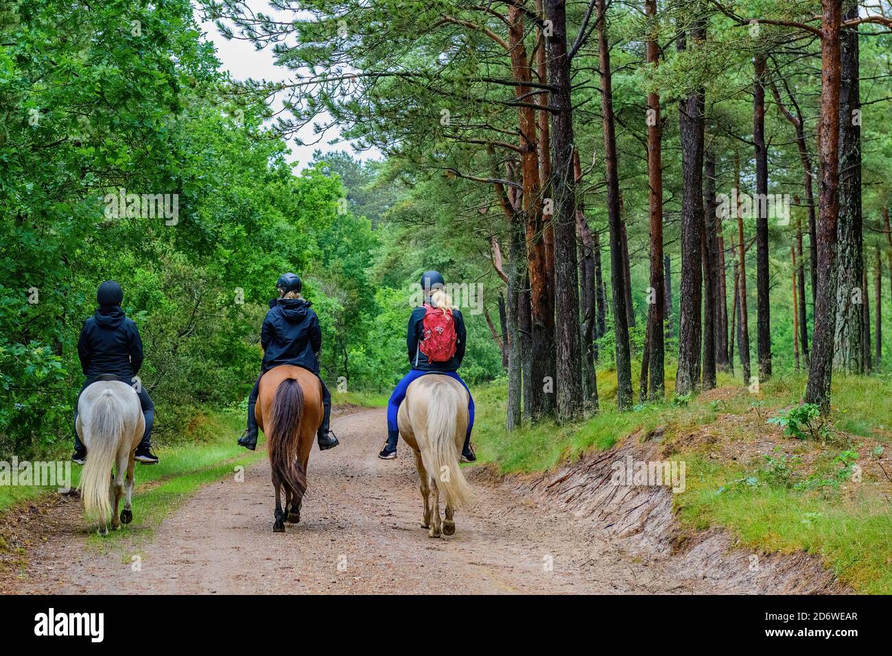 Animal riding animals hi-res stock photography and images - Alamy