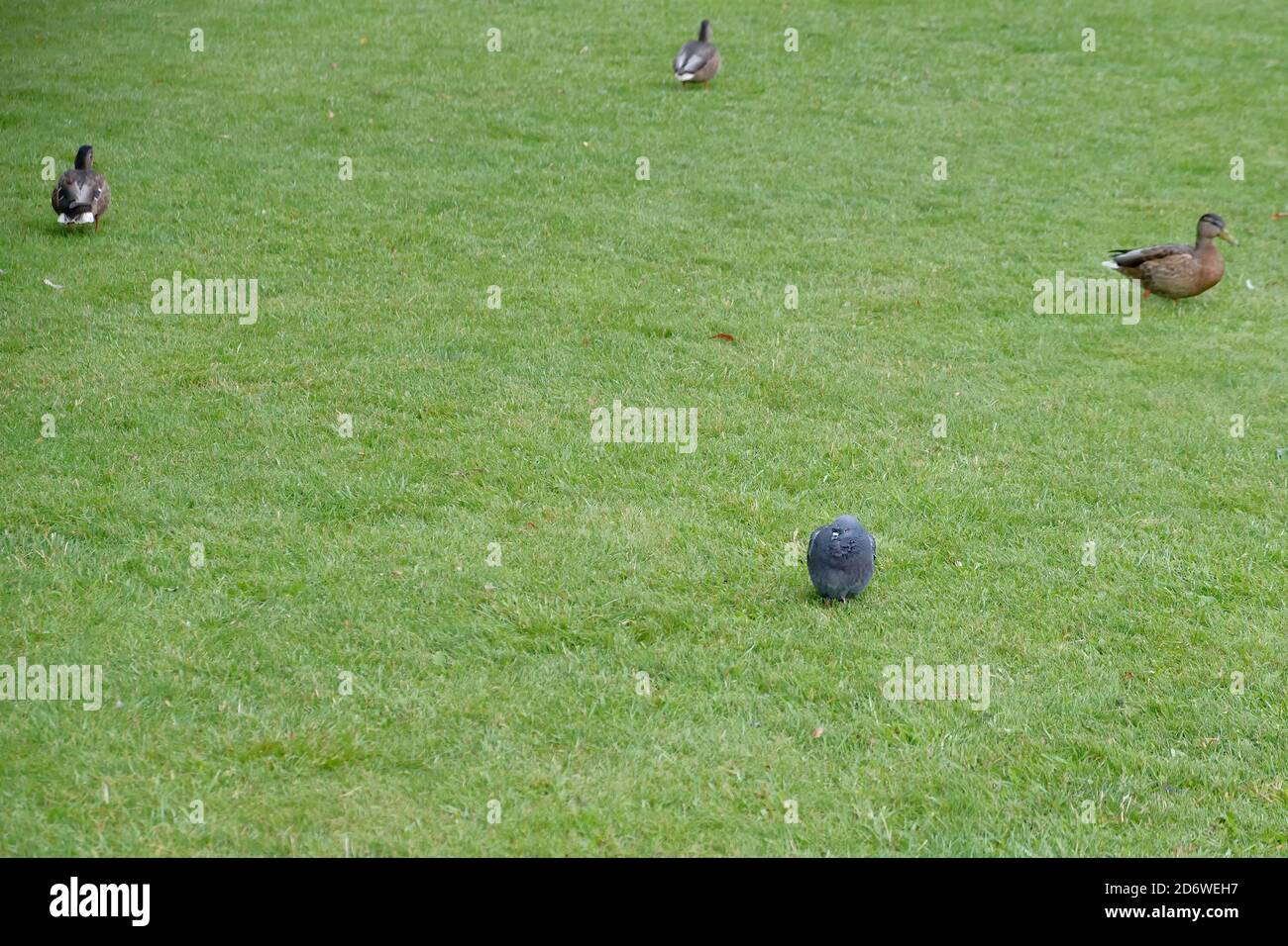 A dove among ducks on a field - one among strangers Stock Photo - Alamy