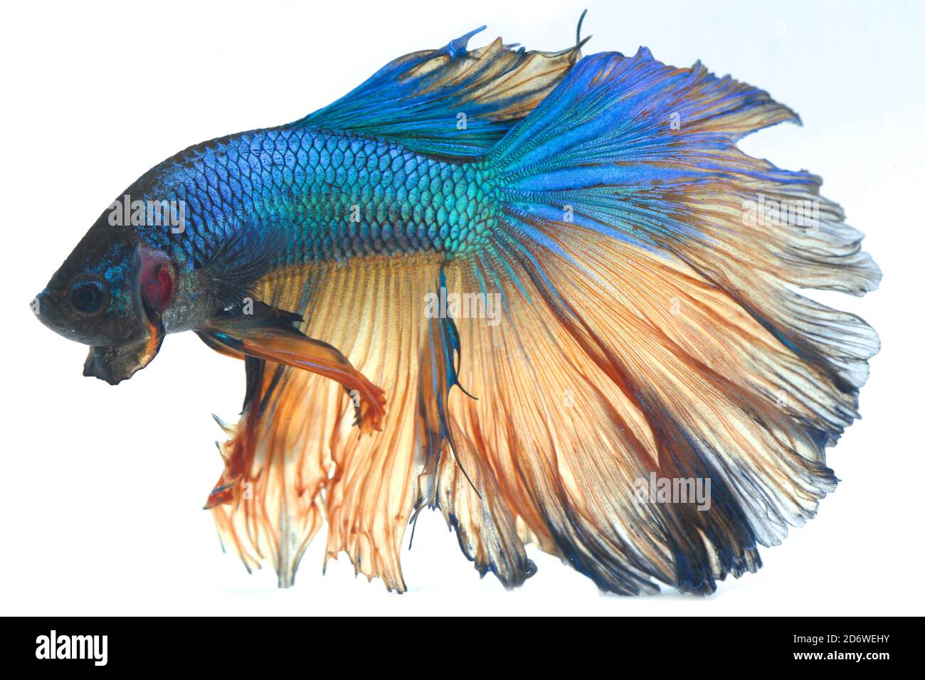 Image of a fighting fish isolated on white background. (Betta splendens ...