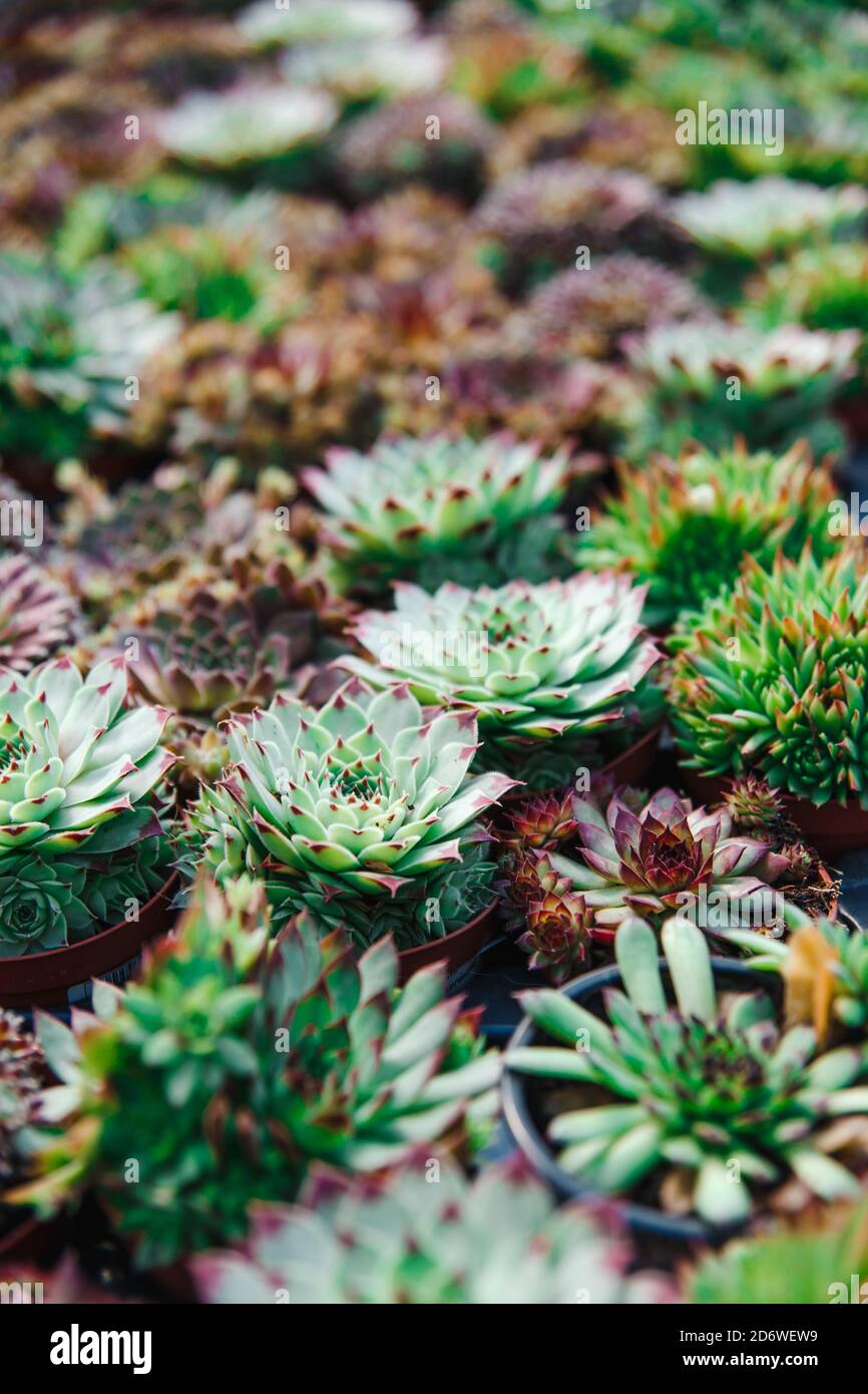 Succulents in pots hi-res stock photography and images - Alamy