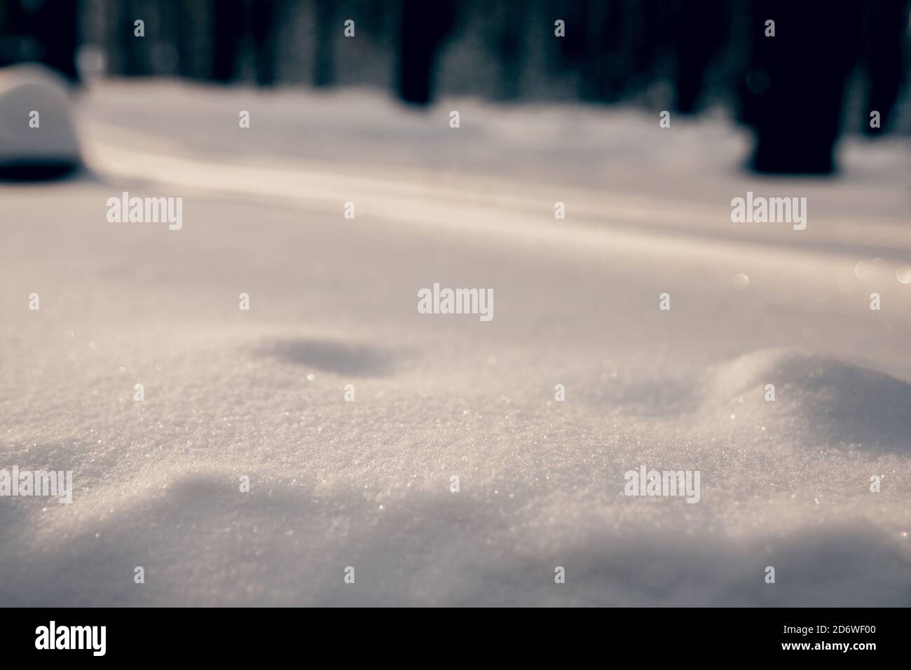 white snow in the morning forest sparkles in the sun Stock Photo - Alamy
