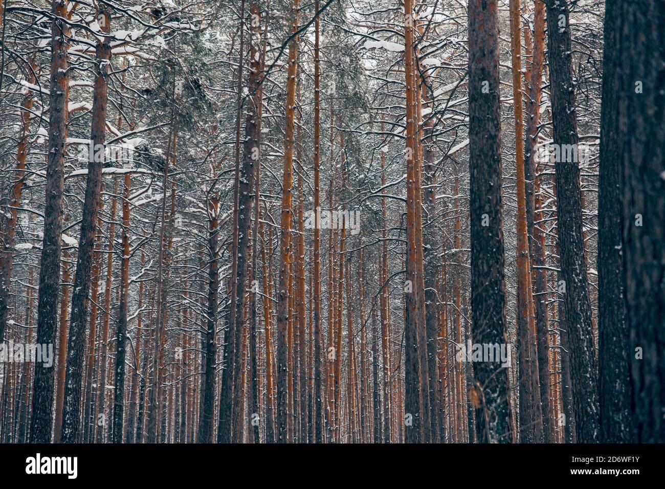 Beautiful winter pine forest landscape Stock Photo - Alamy