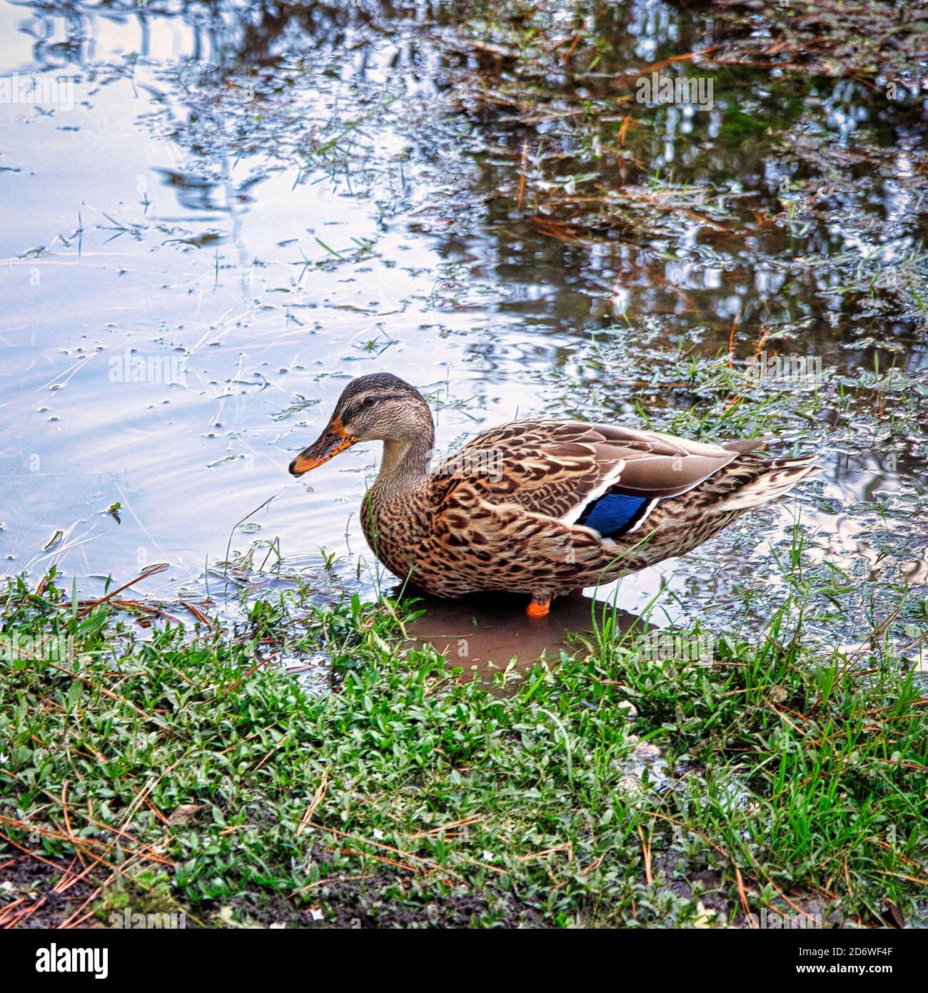 Beautiful mallard hi-res stock photography and images - Alamy