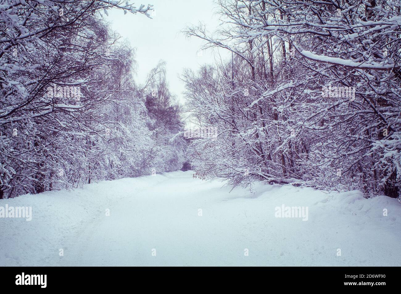 Sad winter forest with a deserted road. Blank winter the trail is ...