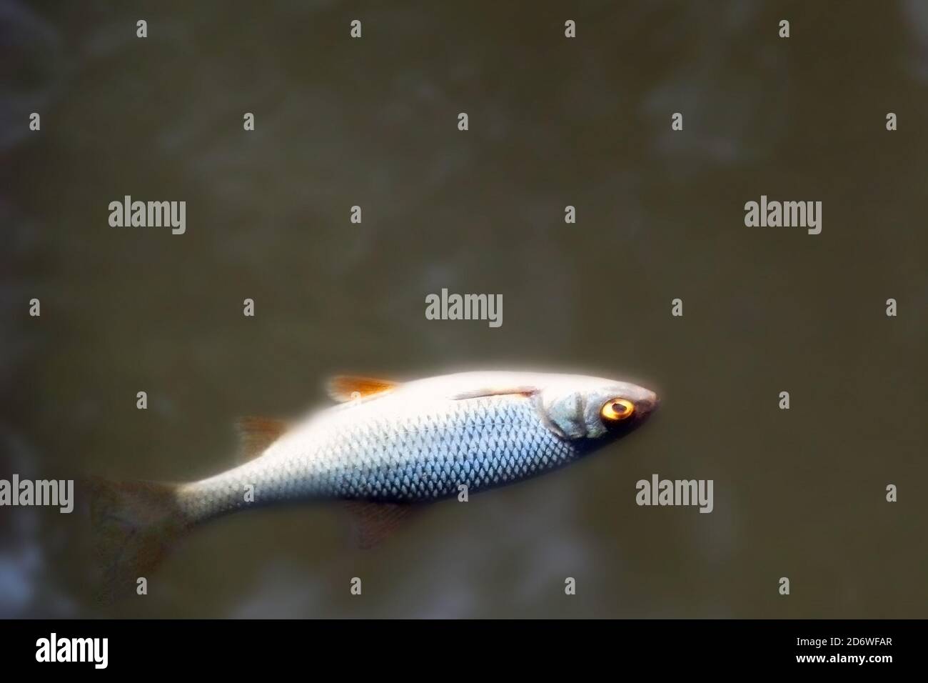 Dace killed in the shallow waters of rivers and lakes. Dead fish in the ...