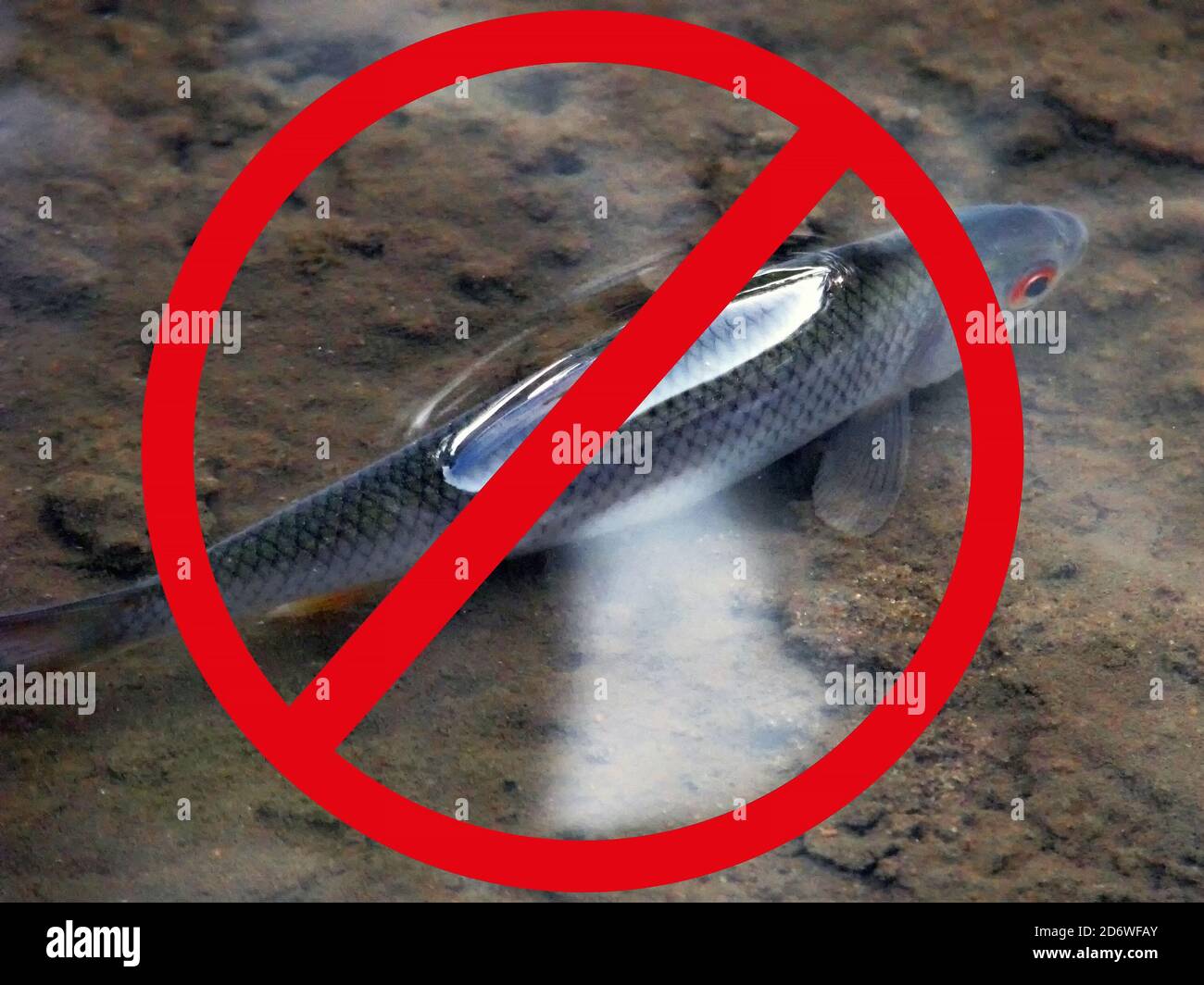 Dace killed in the shallow waters of rivers and lakes. Dead fish in the ...