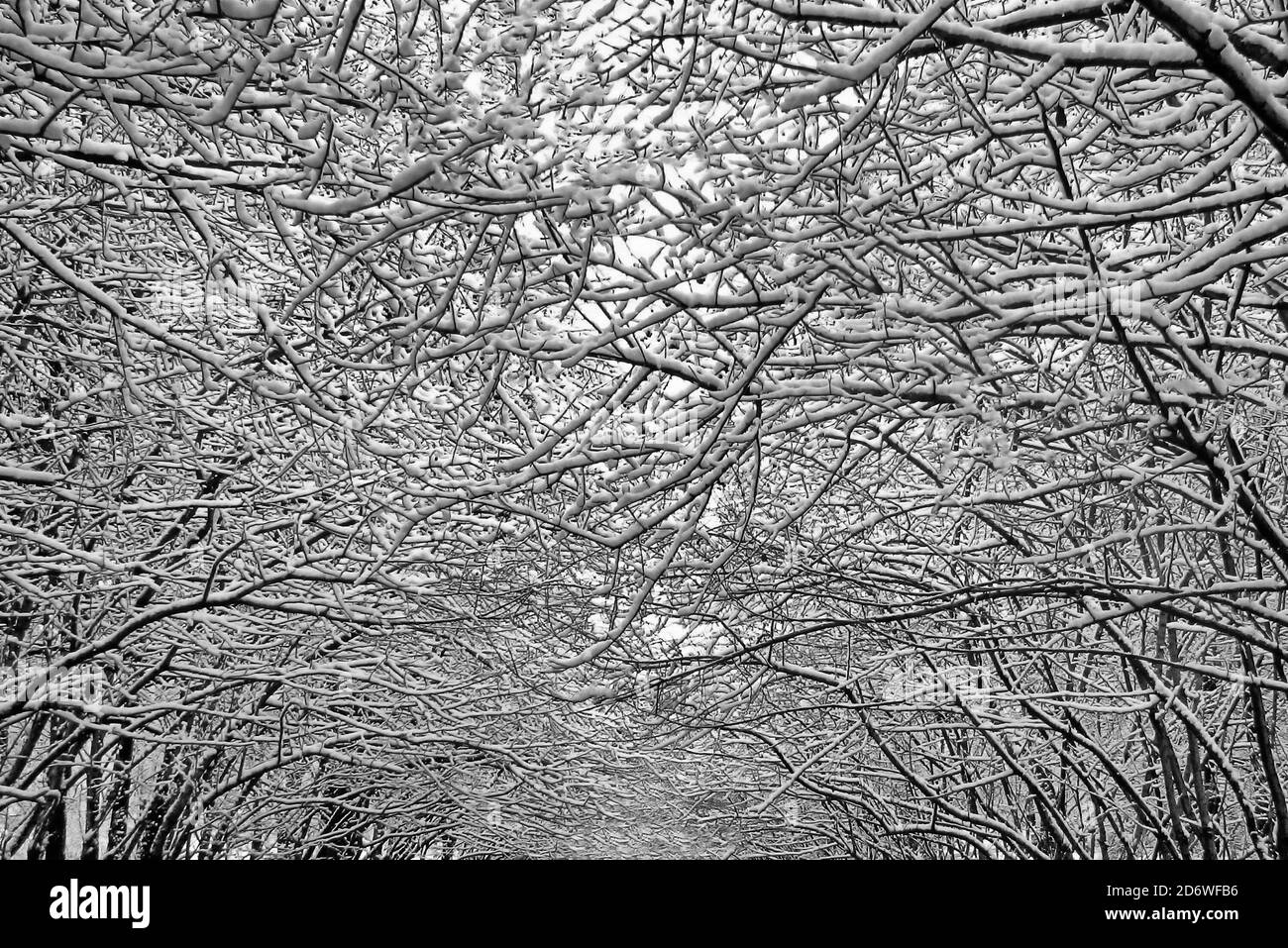 Background, intertwining tree branches covered with snow. Texture of ...