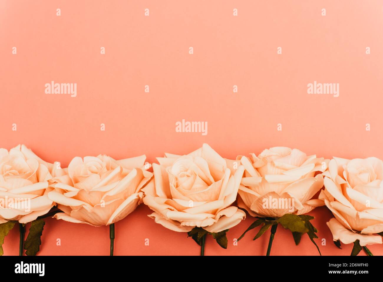 top view of roses border on coral background Stock Photo - Alamy