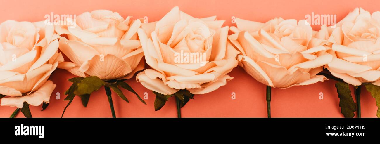 top view of roses border on coral background, panoramic shot Stock ...