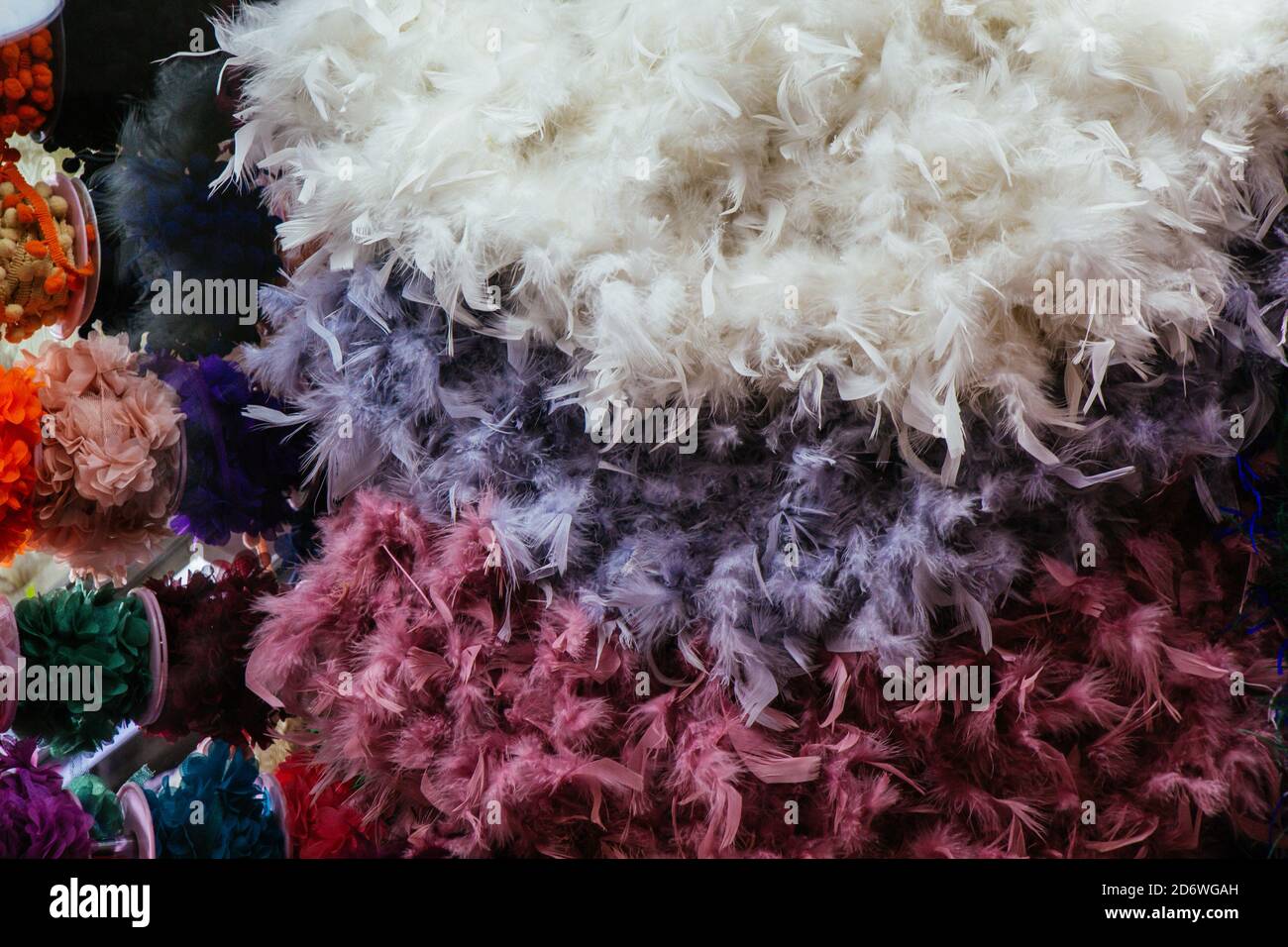 Light colored tail feathers hi-res stock photography and images - Alamy
