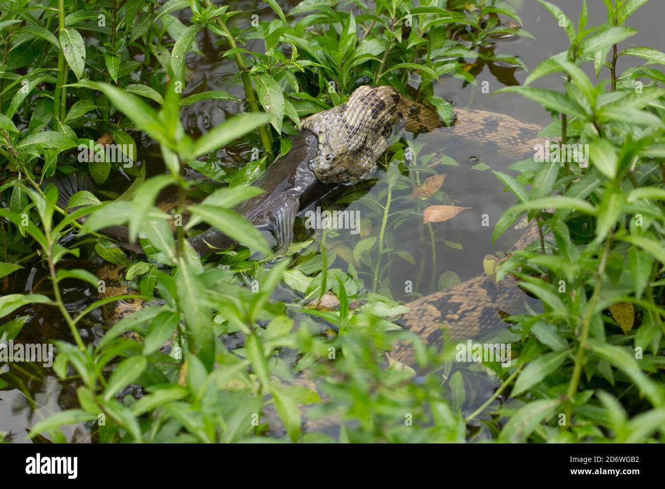 Water snake eating a catfish in a pond Stock Photo - Alamy