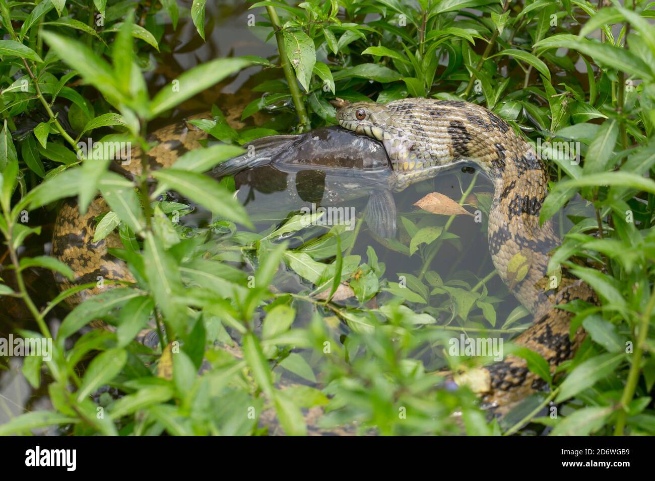 Water snake eating a catfish in a pond Stock Photo - Alamy
